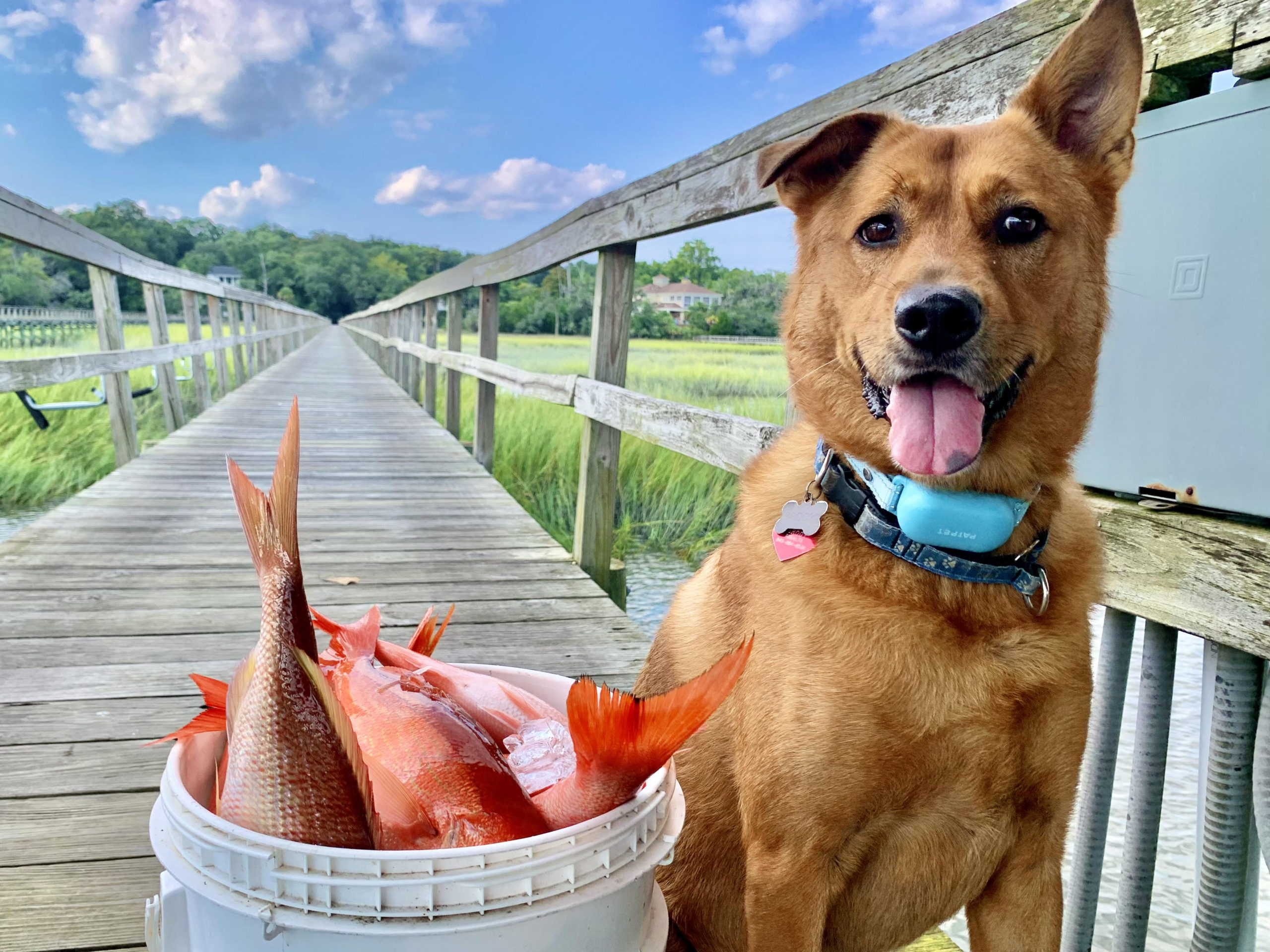 Fish Fry – Captain Greg Peralta